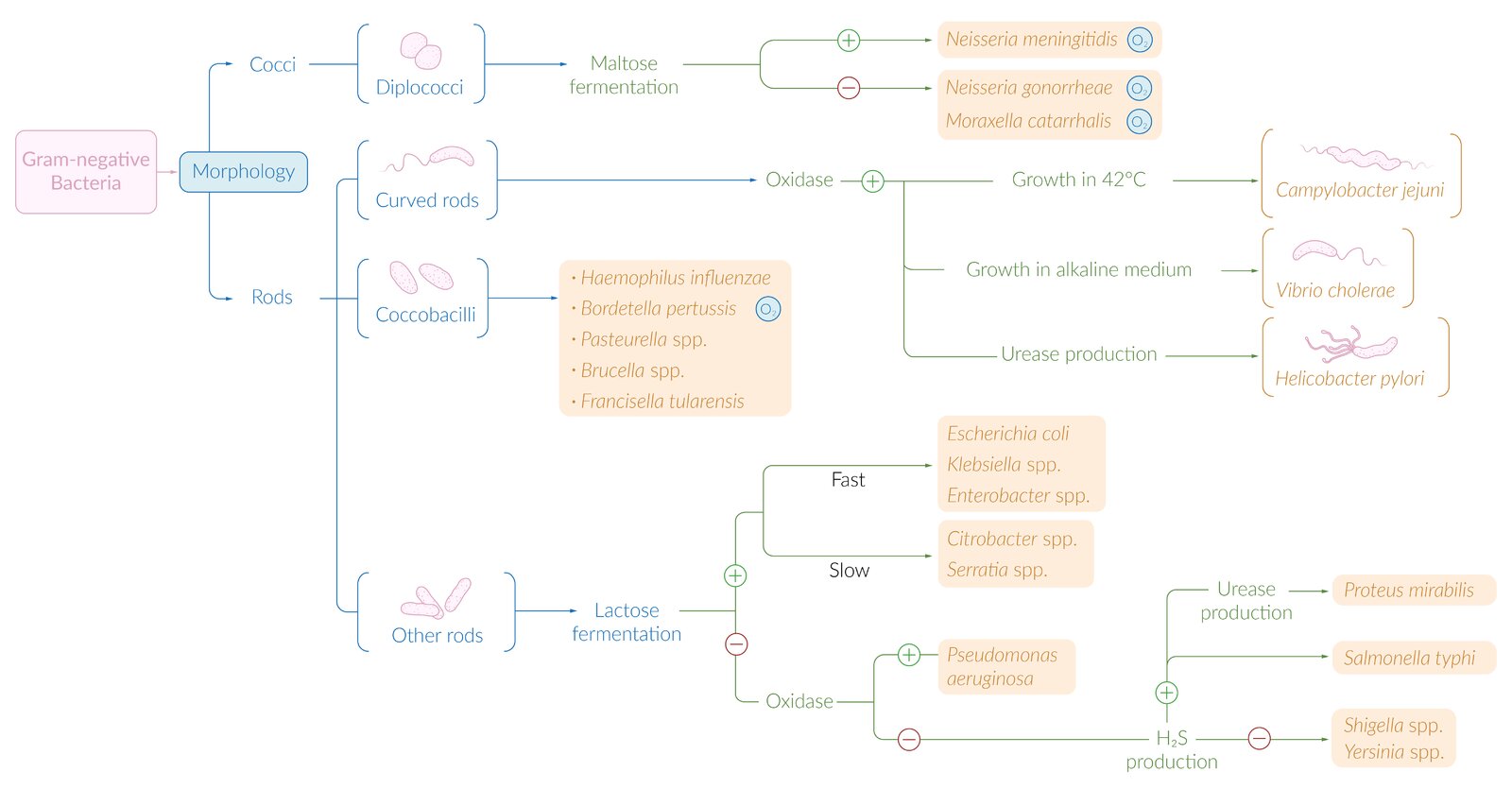 Microbiology · A Medical Journey